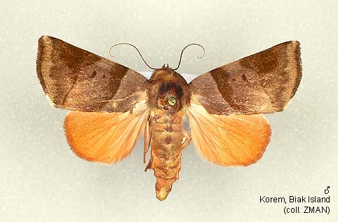 Papua Insects Foundation (Lepidoptera/Nolidae/Chloephorinae(Careini ...